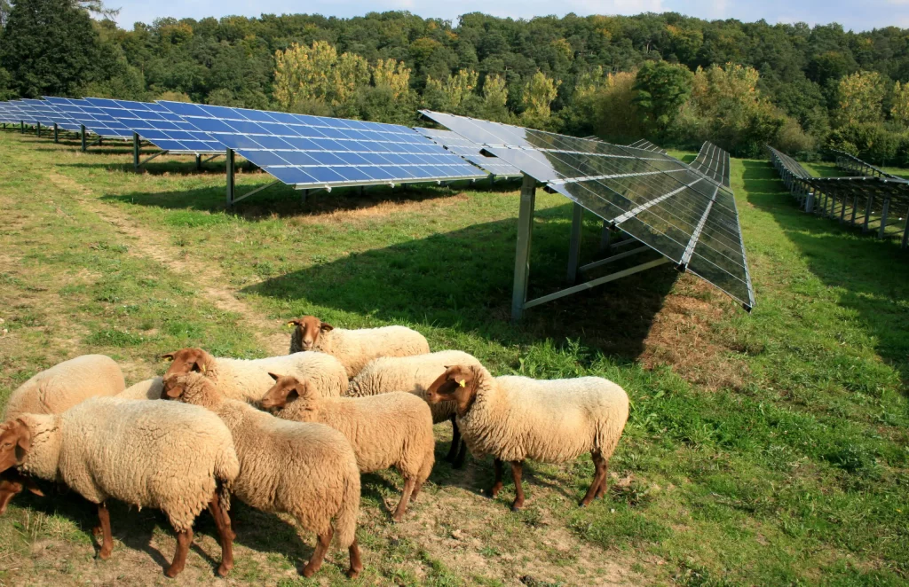 Comment fonctionne une ferme agrivoltaïque ? - Samsolar
