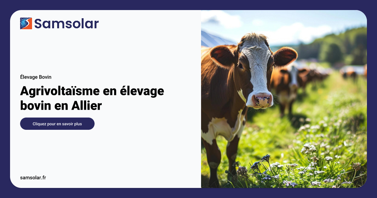 Agrivoltaïsme en élevage bovin en Allier - Samsolar